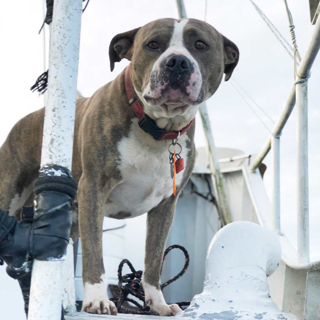 About Tony Anello – Spud Point Crab Co.